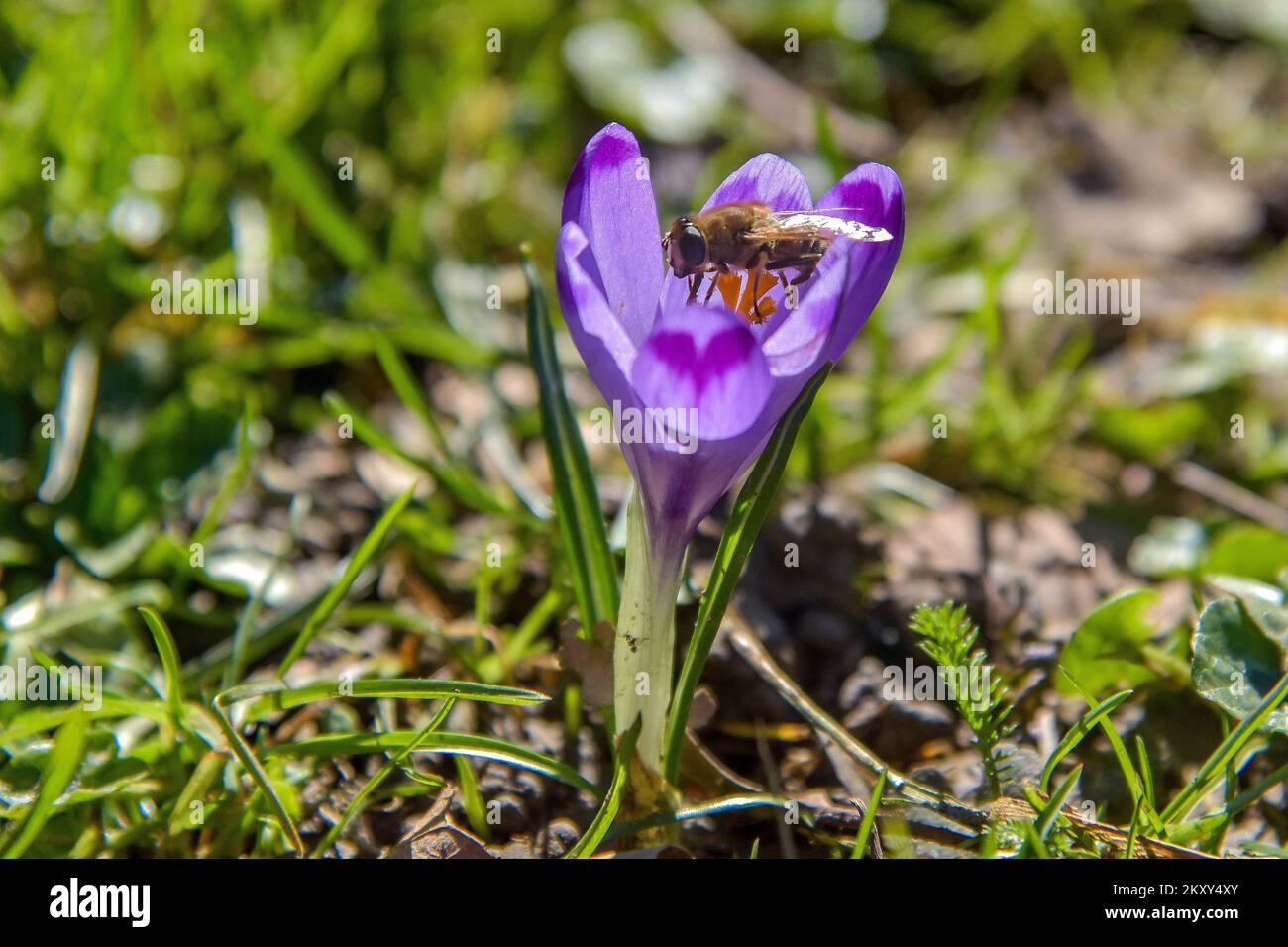 Photo taken on February 24 2022 shows saffron flowers in Zagreb ...