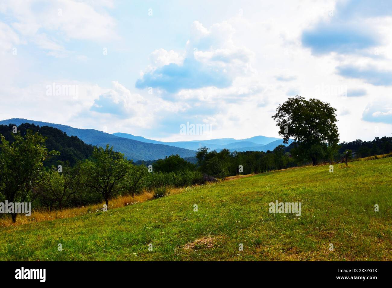 Mowed walnut tree hi-res stock photography and images - Alamy