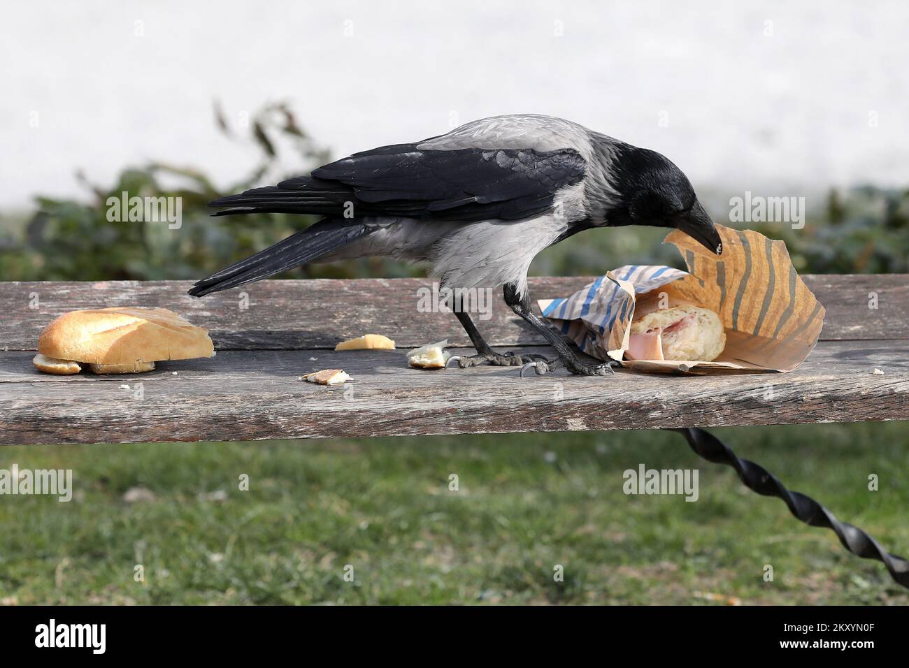 The crow eats the sandwich she found on the bench in Zagreb, Croatia on ...