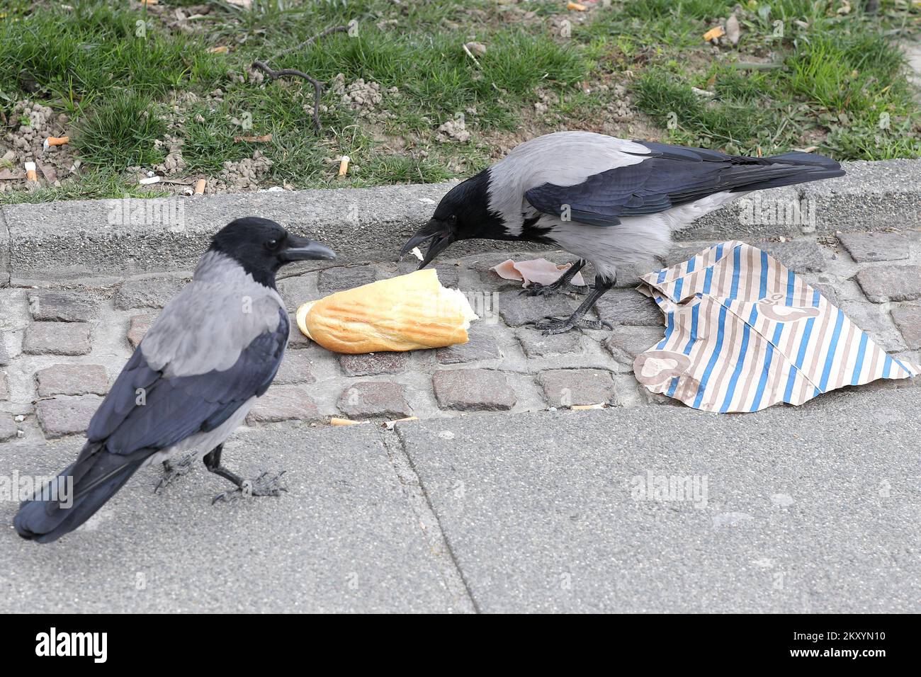 The crow eats the sandwich she found on the bench in Zagreb, Croatia on ...