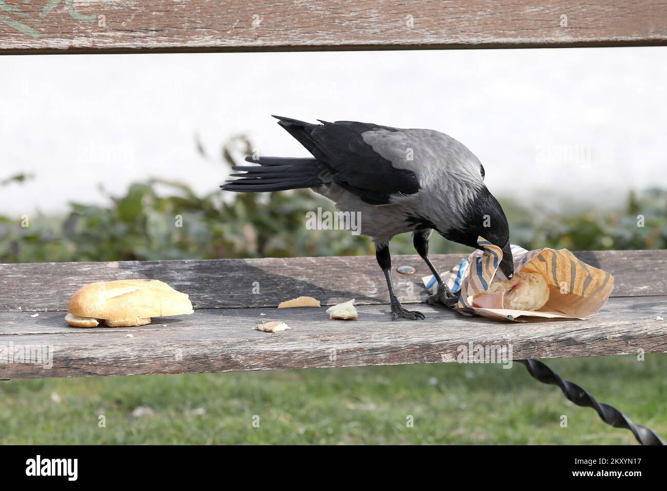 The crow eats the sandwich she found on the bench in Zagreb, Croatia on ...