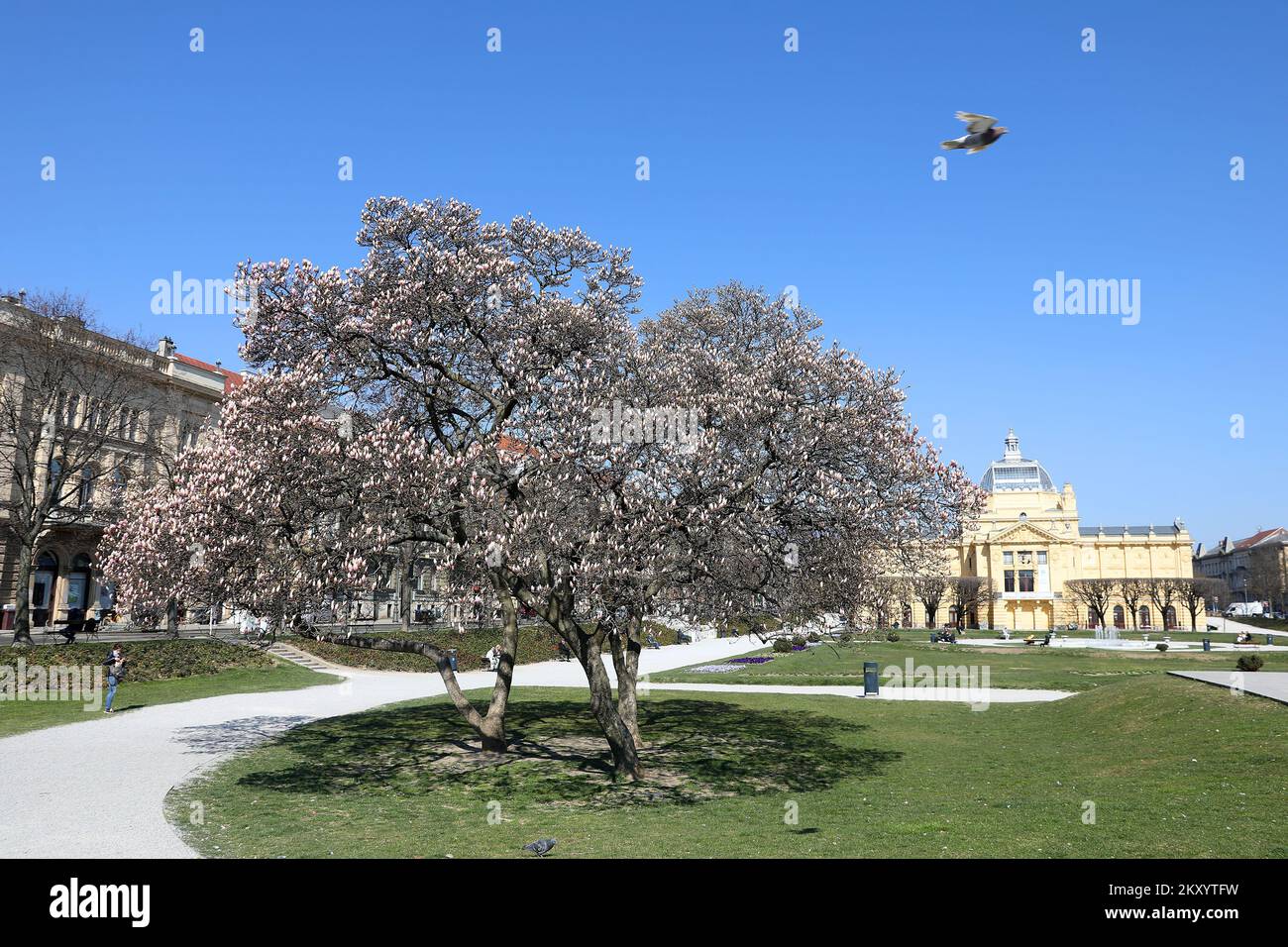 Magnolia blossomed on King Tomislav Square in Zagreb, Croatia on March ...