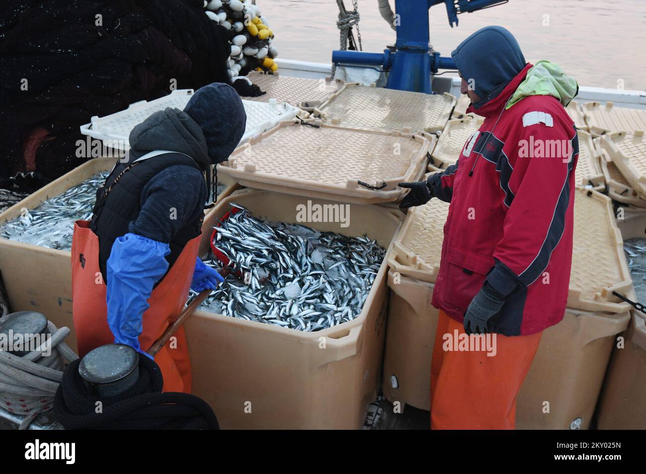 Fishermen unloading their catch of sardines from a boat in Tribunj ...
