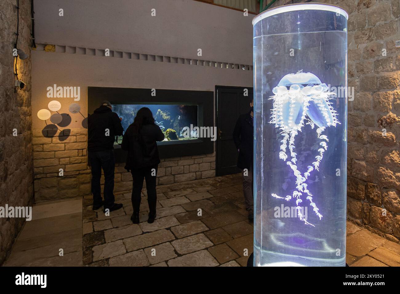 The first day of the opening of the aquarium after its renovation in ...