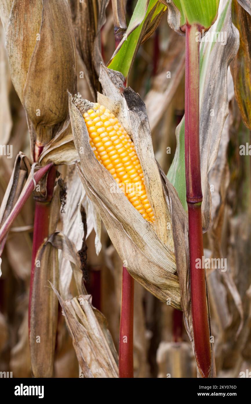 Ripe Maize corn cob in the field (manual focus Stock Photo - Alamy