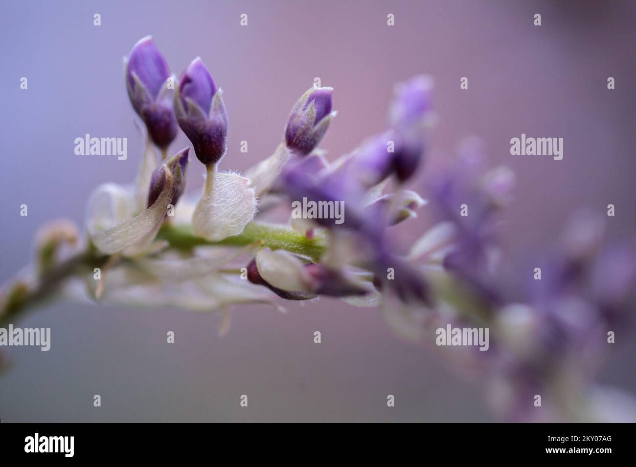 Photo taken on April 4, 2022 shows Wisteria flower, in Rijeka, Croatia ...