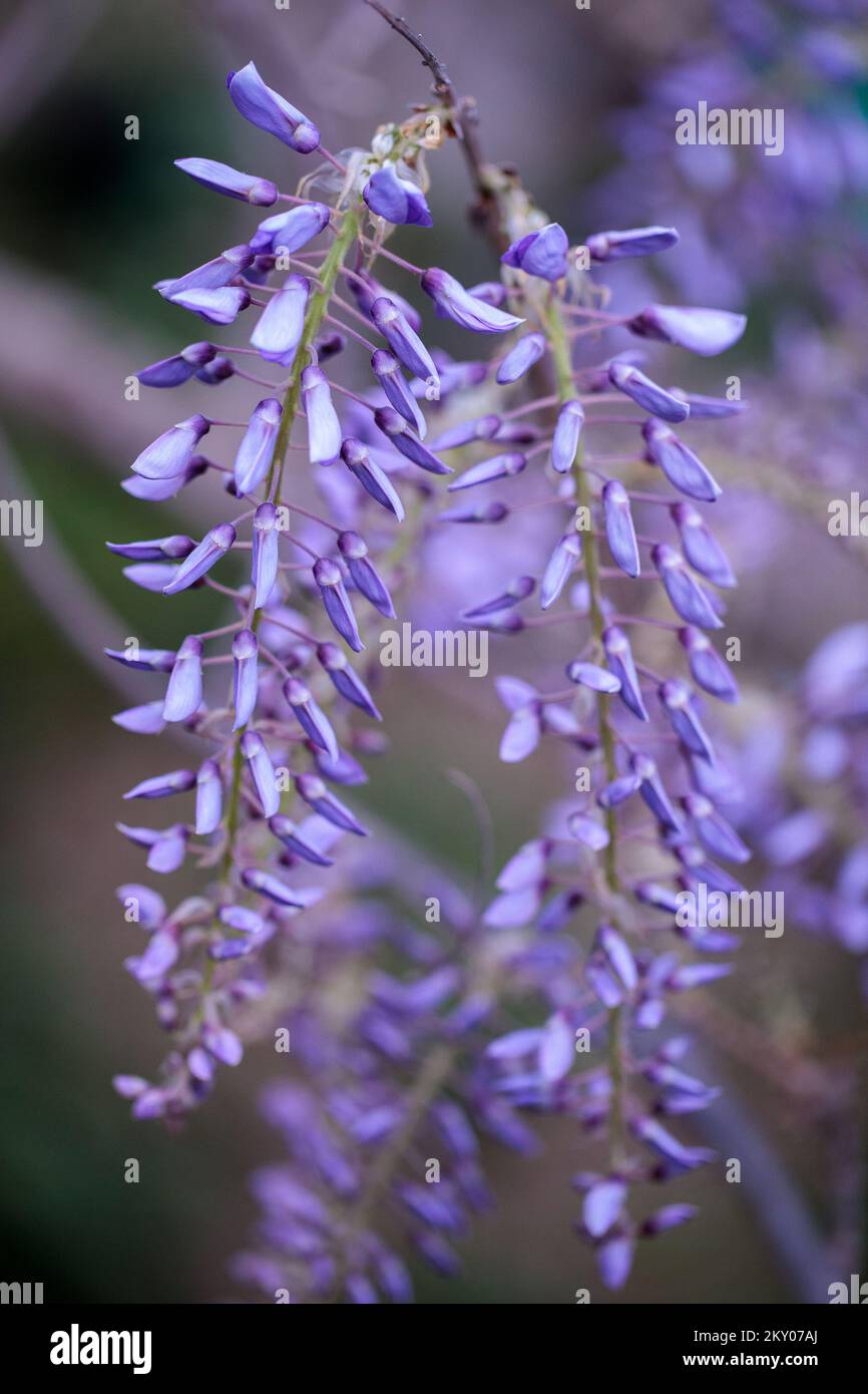 Photo taken on April 4, 2022 shows Wisteria flower, in Rijeka, Croatia ...