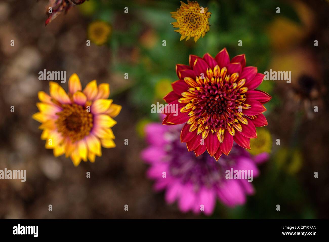 Photo taken on April 4, 2022 shows Oxeye daisy (lat. Leucanthemum ...