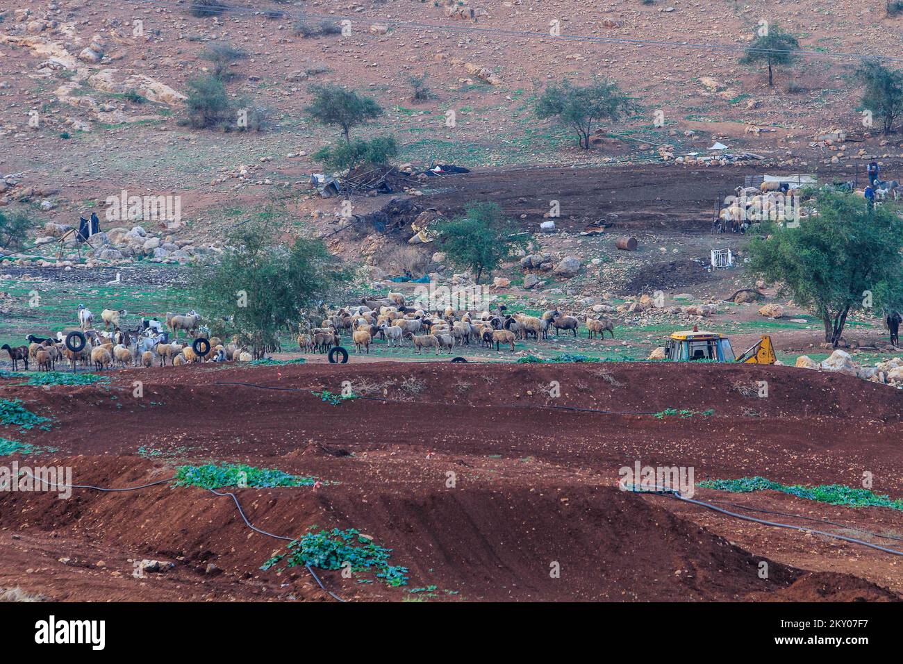 A Bedouin Palestinian shepherd seen grazing sheep in the northern ...
