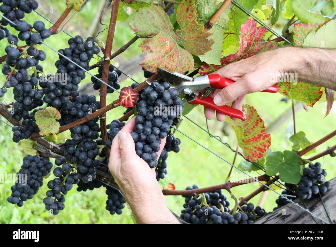 Hand cutting grape Pinot noir in harvest time Stock Photo - Alamy