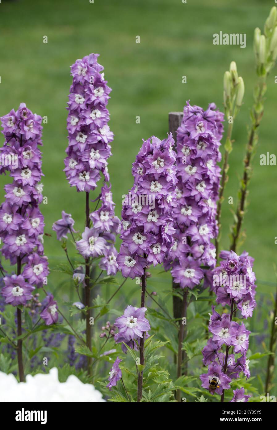 Purple Delphinium Flower in Garden Stock Photo - Alamy
