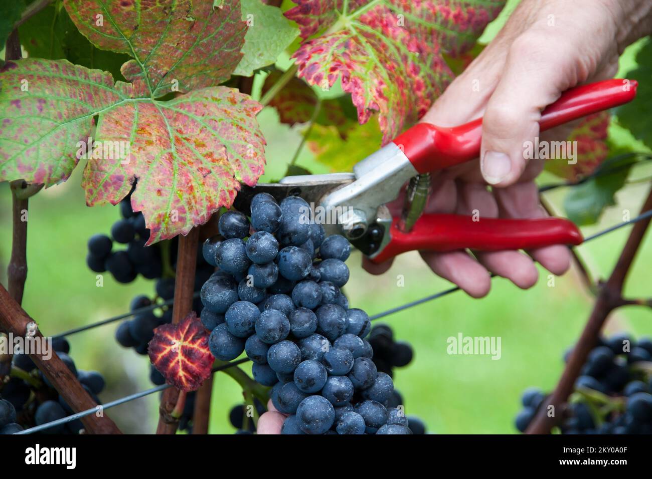 Hand cutting grape Pinot noir in harvest time Stock Photo - Alamy
