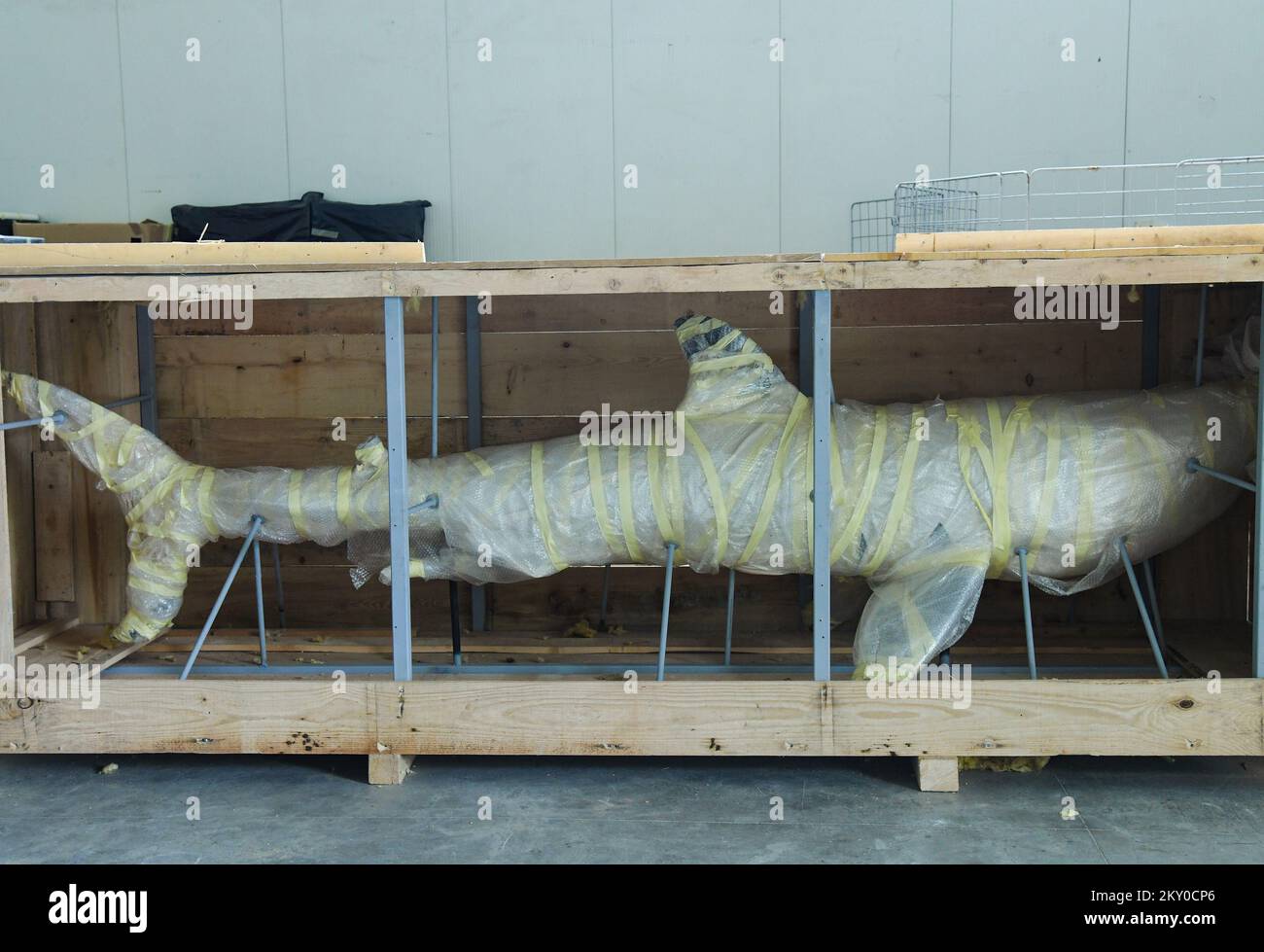 Four and a half meters long exhibit of the great white shark ...