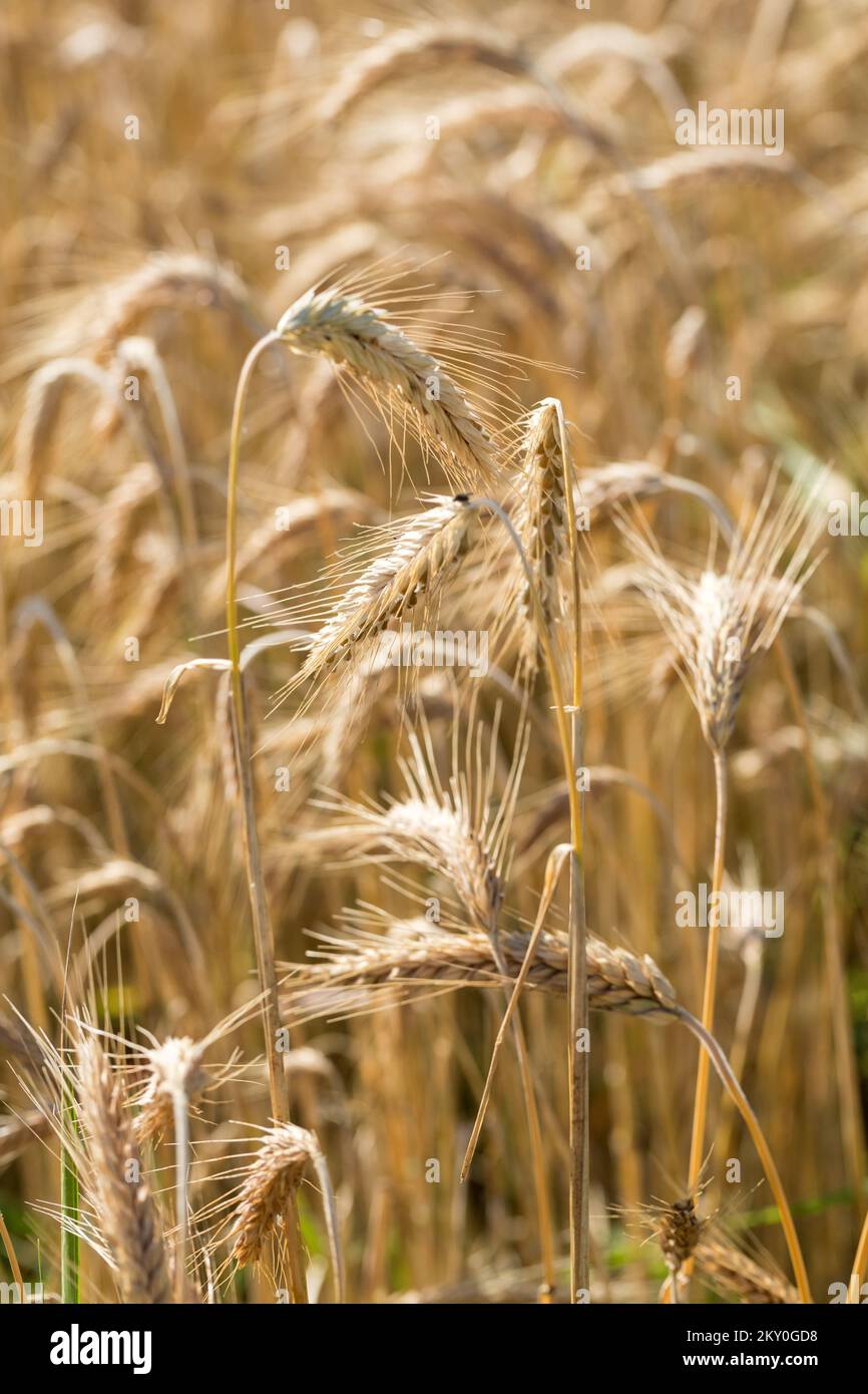 golden wheat in a farm field Stock Photo - Alamy