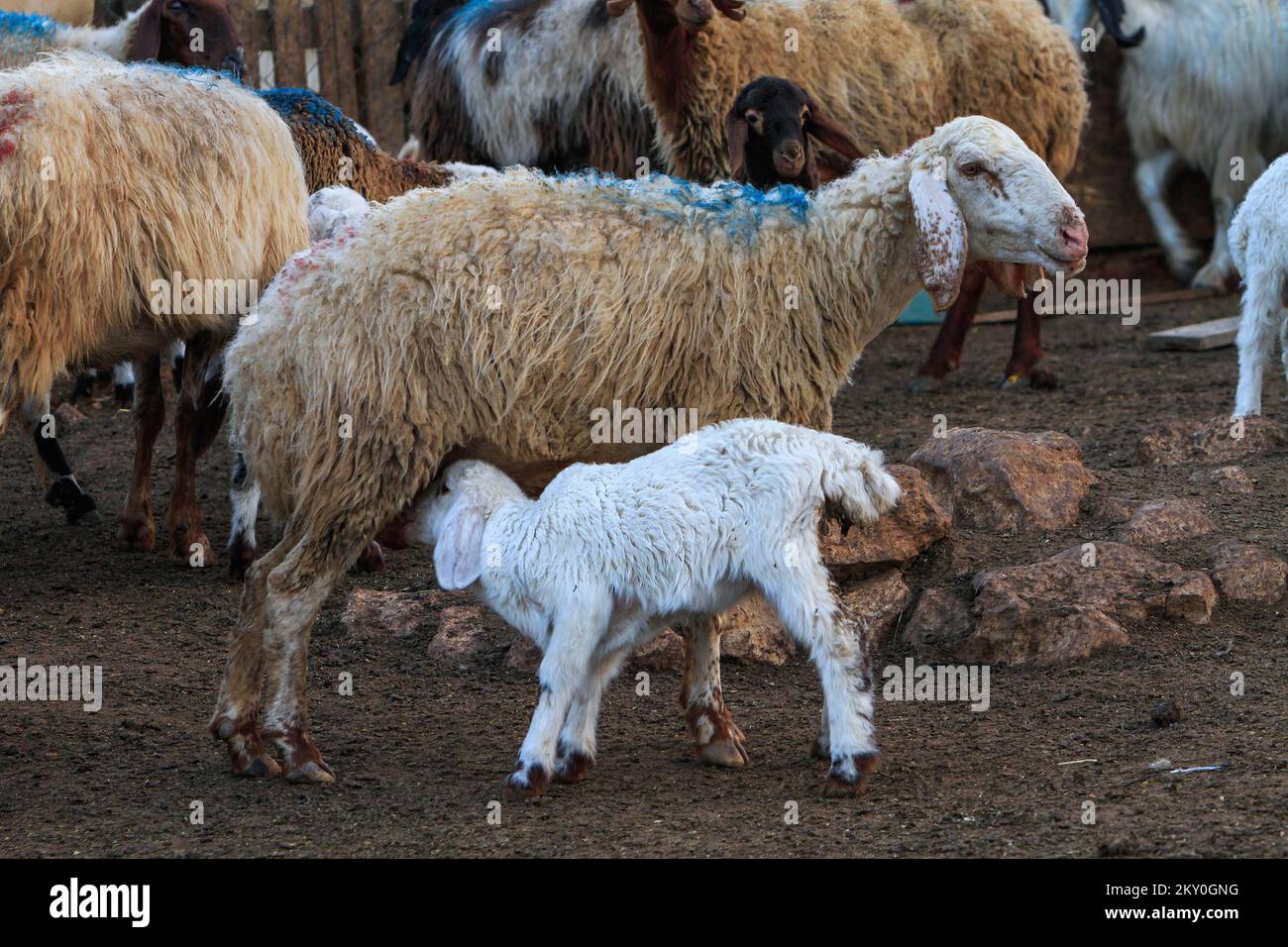 Palestine lamb hi-res stock photography and images - Alamy