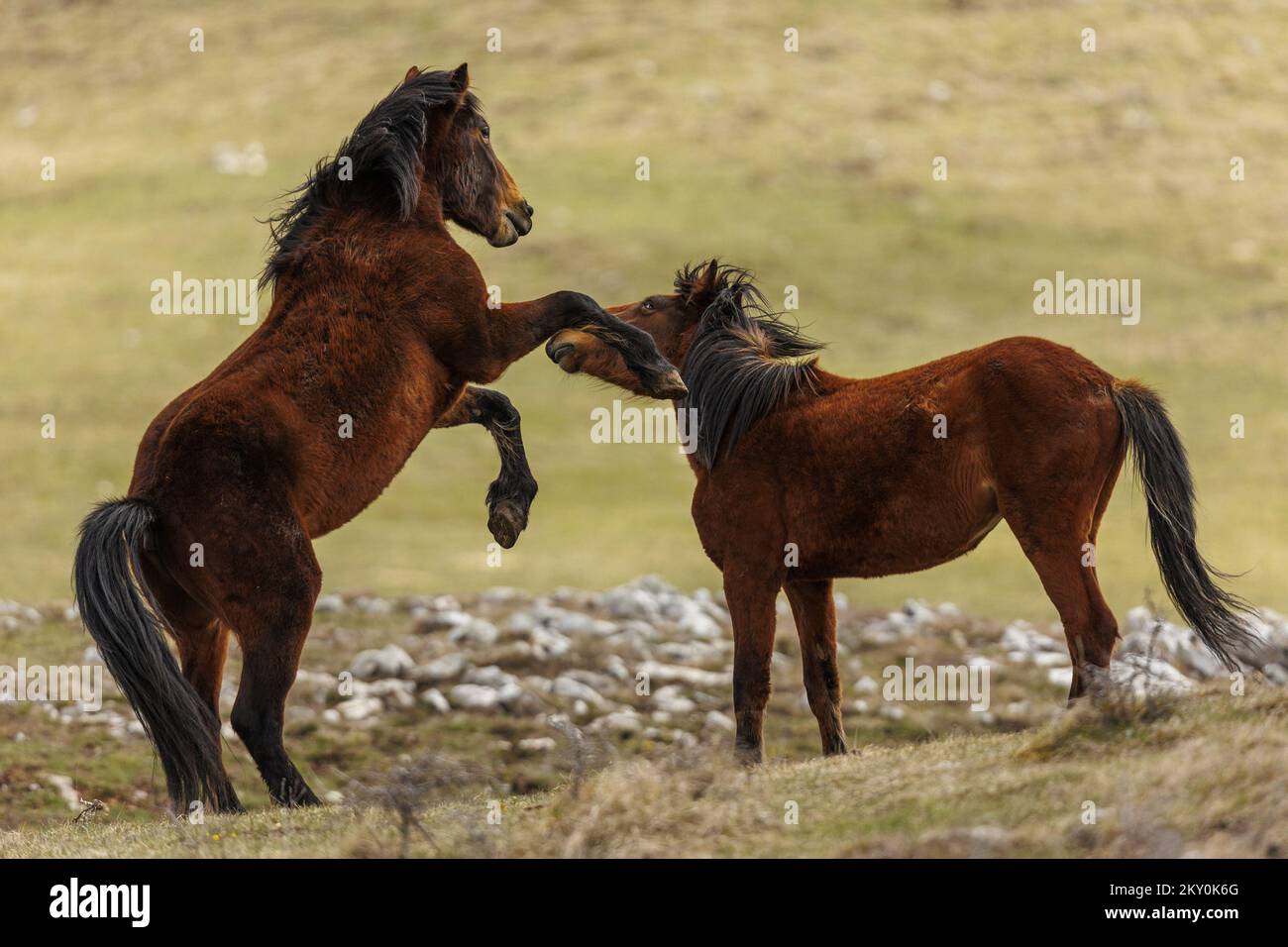 Wild Horses are seen at Cincar Mountain in Livno, Bosnia and ...