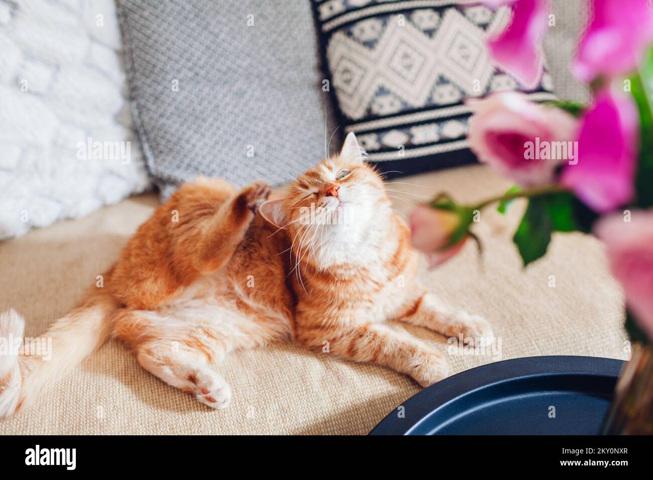 Itchy kitty hi-res stock photography and images - Alamy