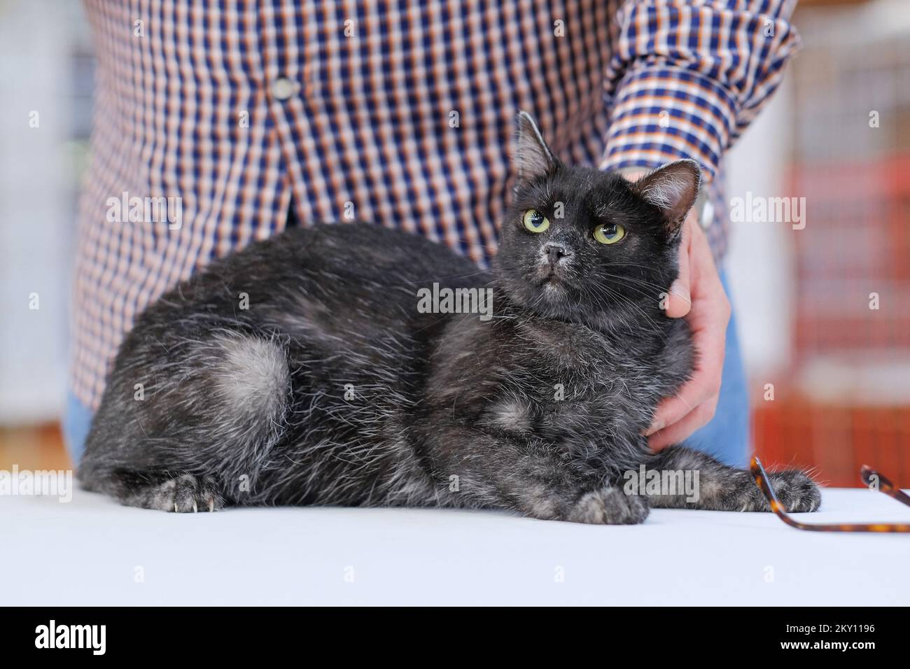 Wcf cat hi-res stock photography and images - Alamy
