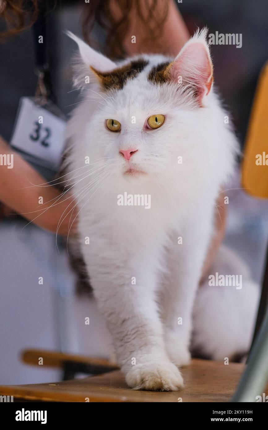 Wcf cat hi-res stock photography and images - Alamy