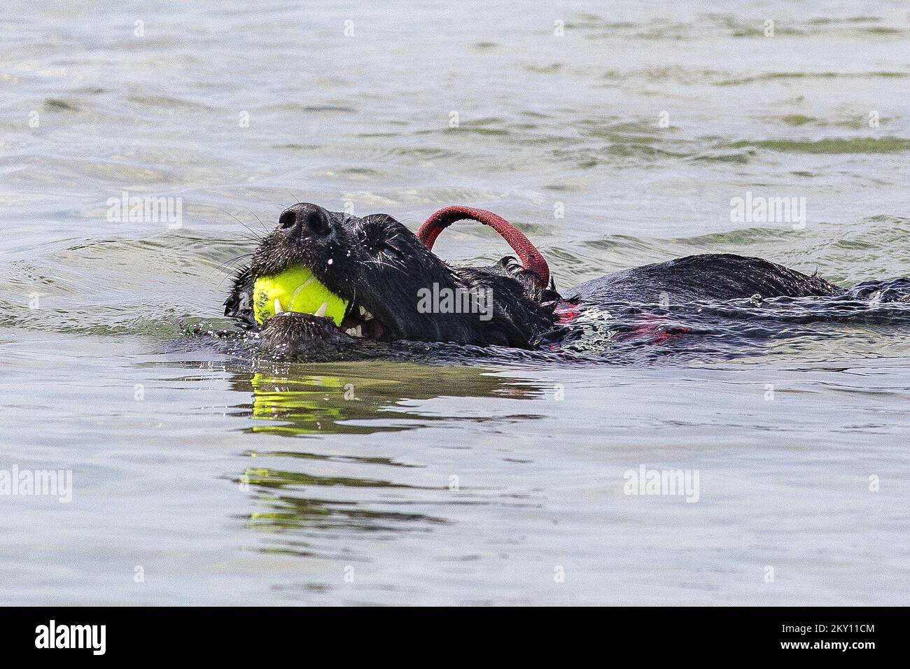 Rescue dog exercises held on Bi-Dog Beach, where owners and their dogs ...