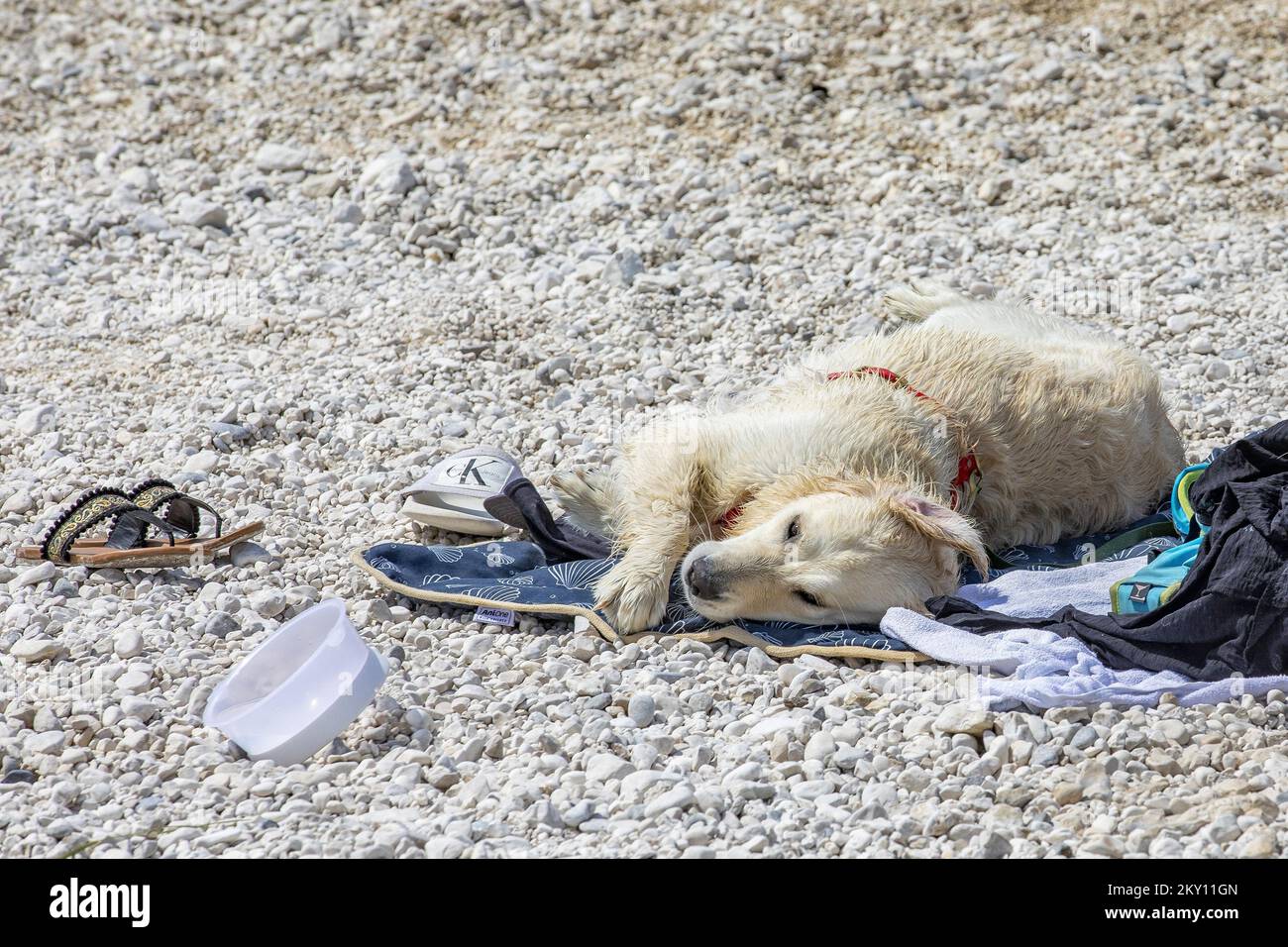 Rescue dog exercises held on Bi-Dog Beach, where owners and their dogs ...