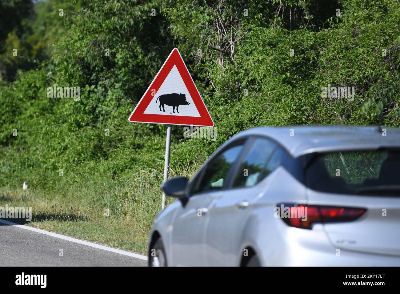 Wild boar warning traffic sign is seen in Sibenik, Croatia on June 01 ...