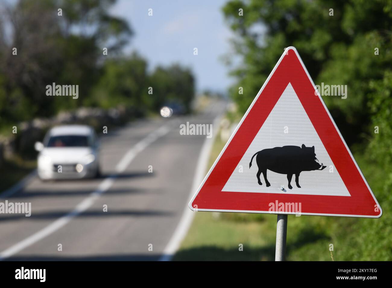 Wild boar warning traffic sign is seen in Sibenik, Croatia on June 01 ...