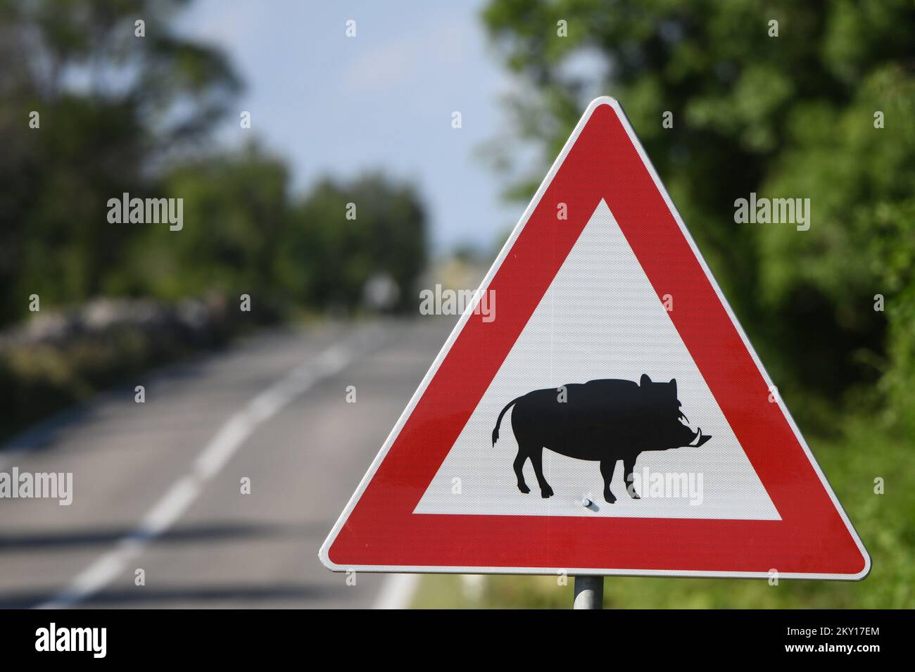 Wild boar warning traffic sign is seen in Sibenik, Croatia on June 01 ...