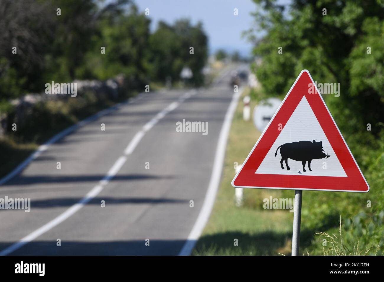 Boar traffic sign hi-res stock photography and images - Alamy