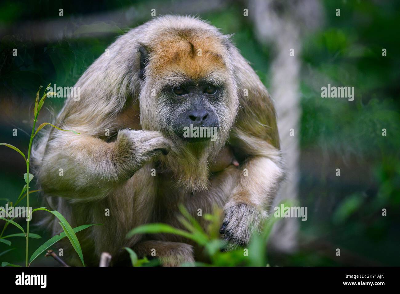 Black howler are seen at the Zagreb ZOO in Zagreb, Croatia, June 5 ...