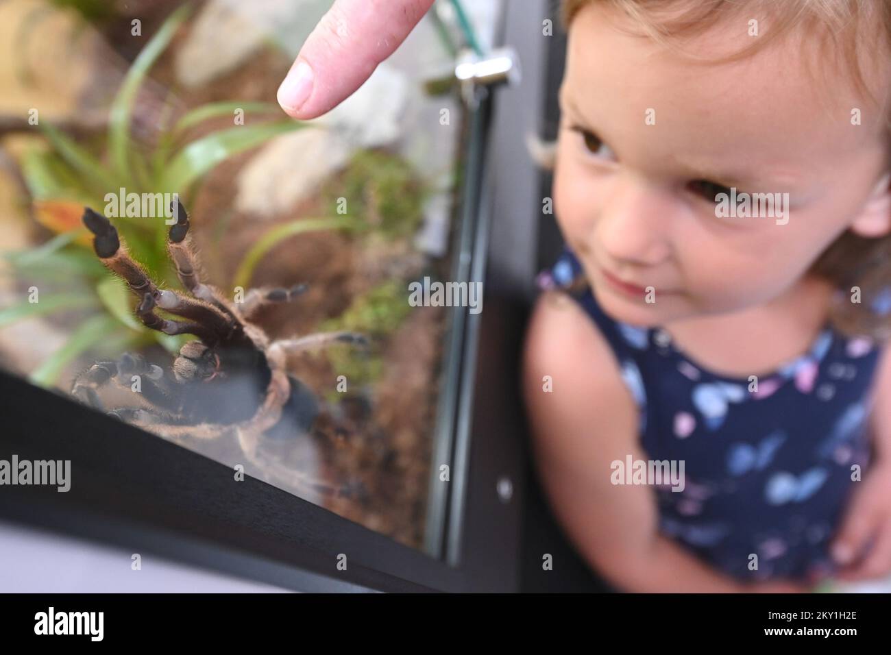 Exhibition of live spiders and scorpions from the private collection of ...