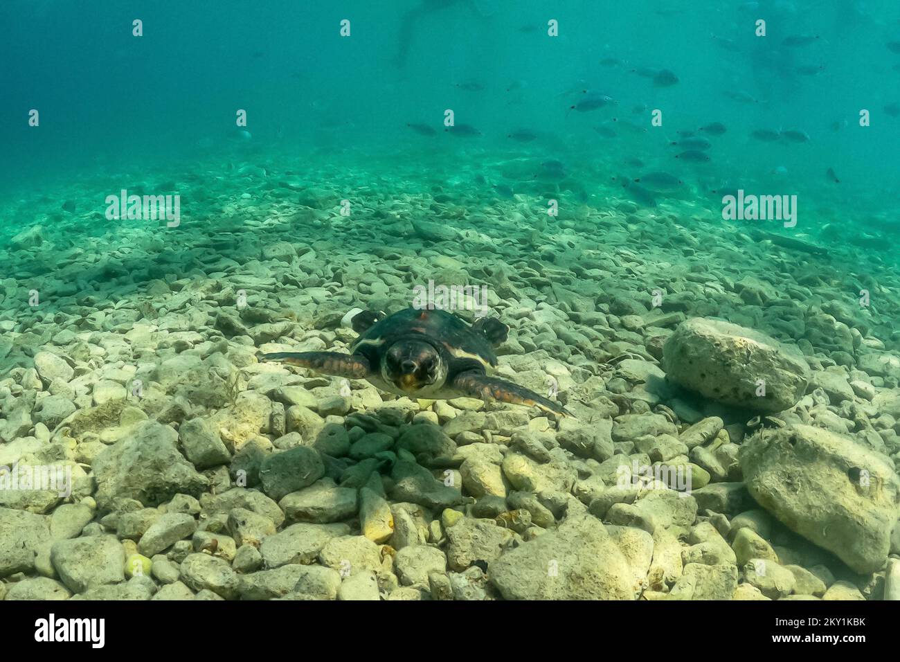 Loggerhead sea turtle Victoria was returned to the sea to mark World ...