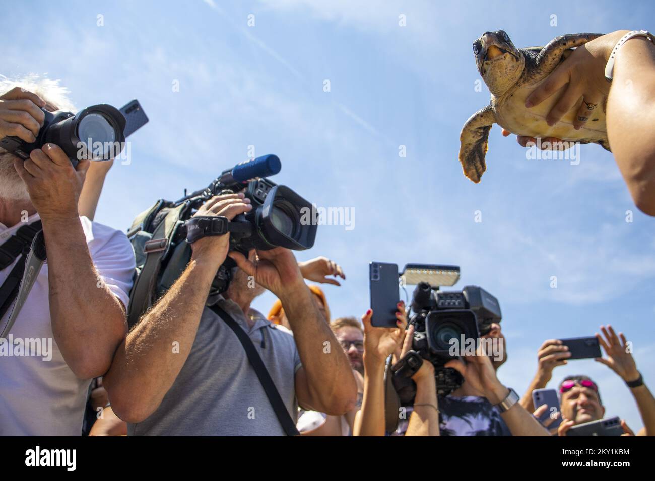 Loggerhead sea turtle Victoria was returned to the sea to mark World ...