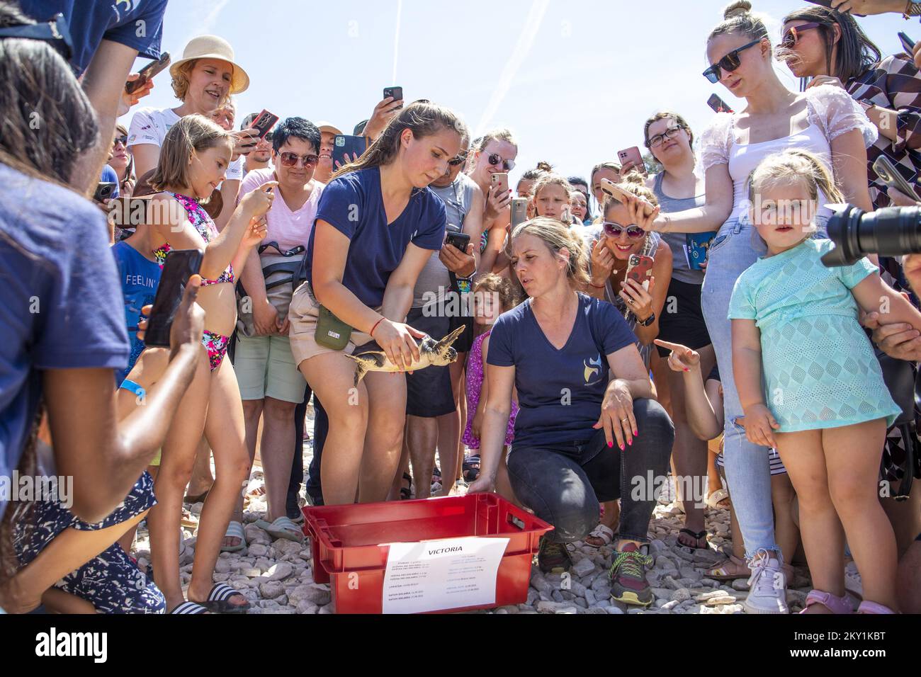 Loggerhead sea turtle Victoria was returned to the sea to mark World ...