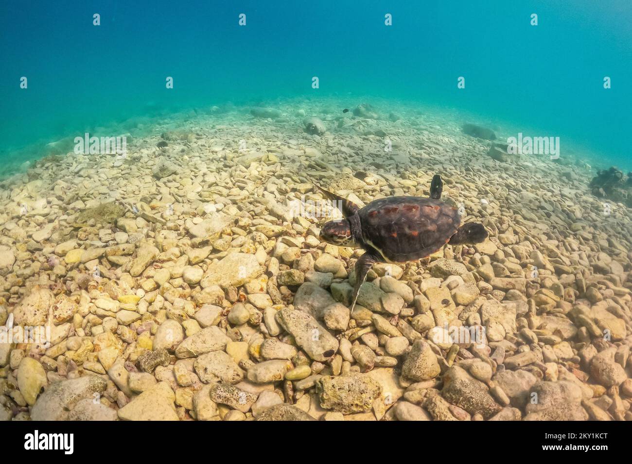 Loggerhead sea turtle Victoria was returned to the sea to mark World ...