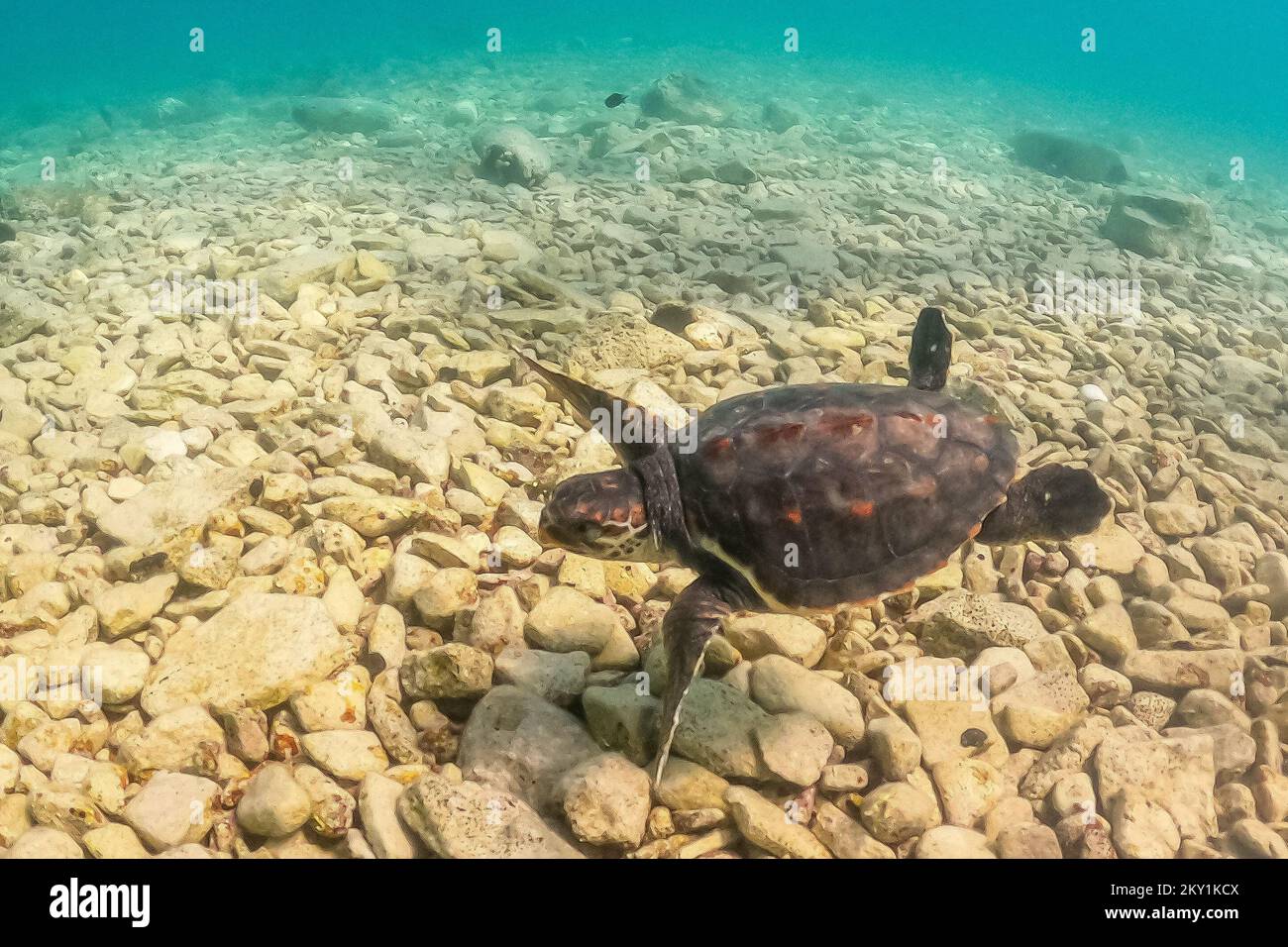 Loggerhead sea turtle Victoria was returned to the sea to mark World ...