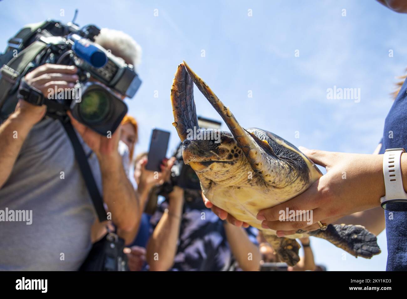 Loggerhead sea turtle Victoria was returned to the sea to mark World ...
