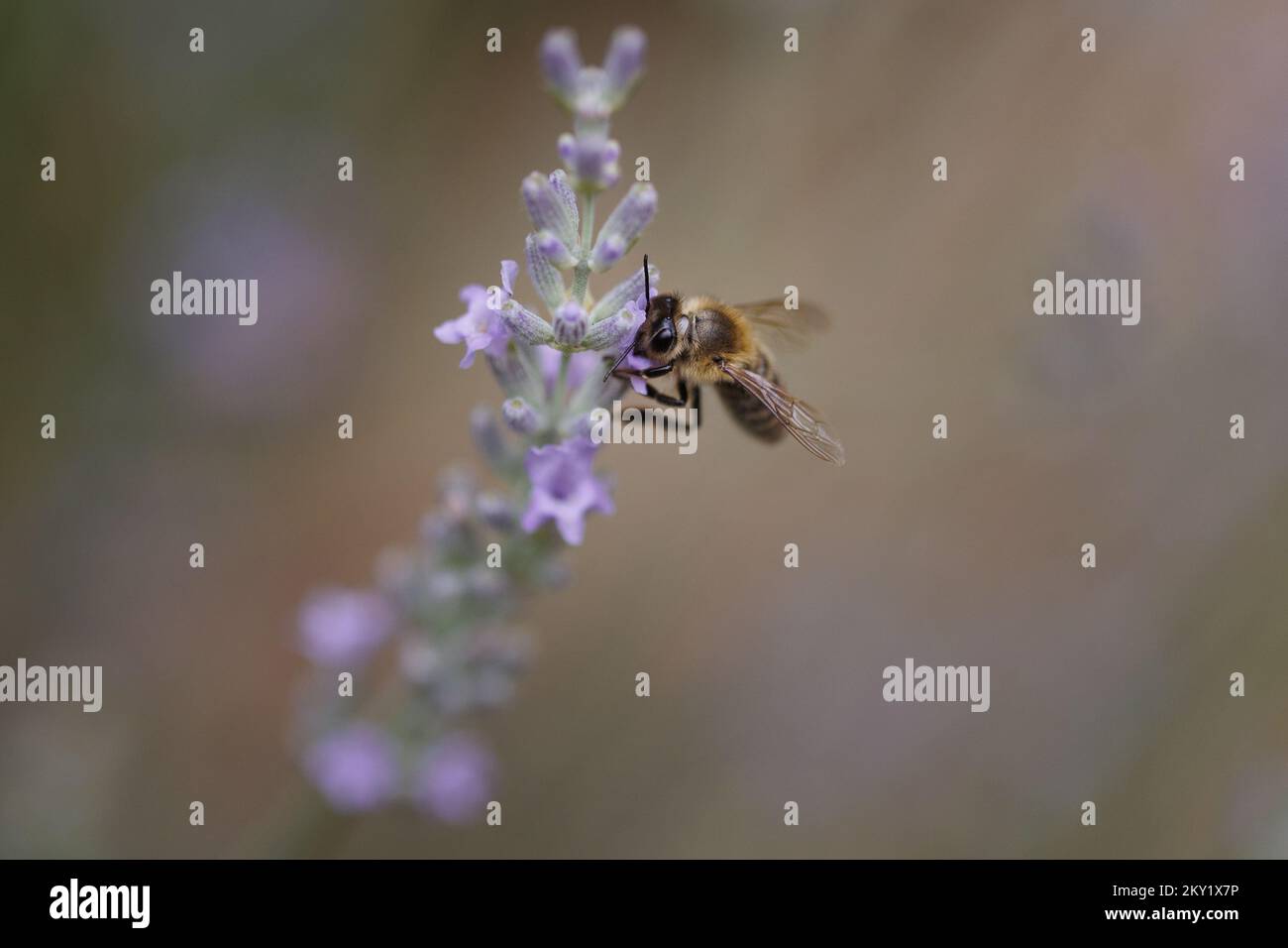 Photo taken on June 22, 2022 shows bee on a lavender flower, in Rijeka ...