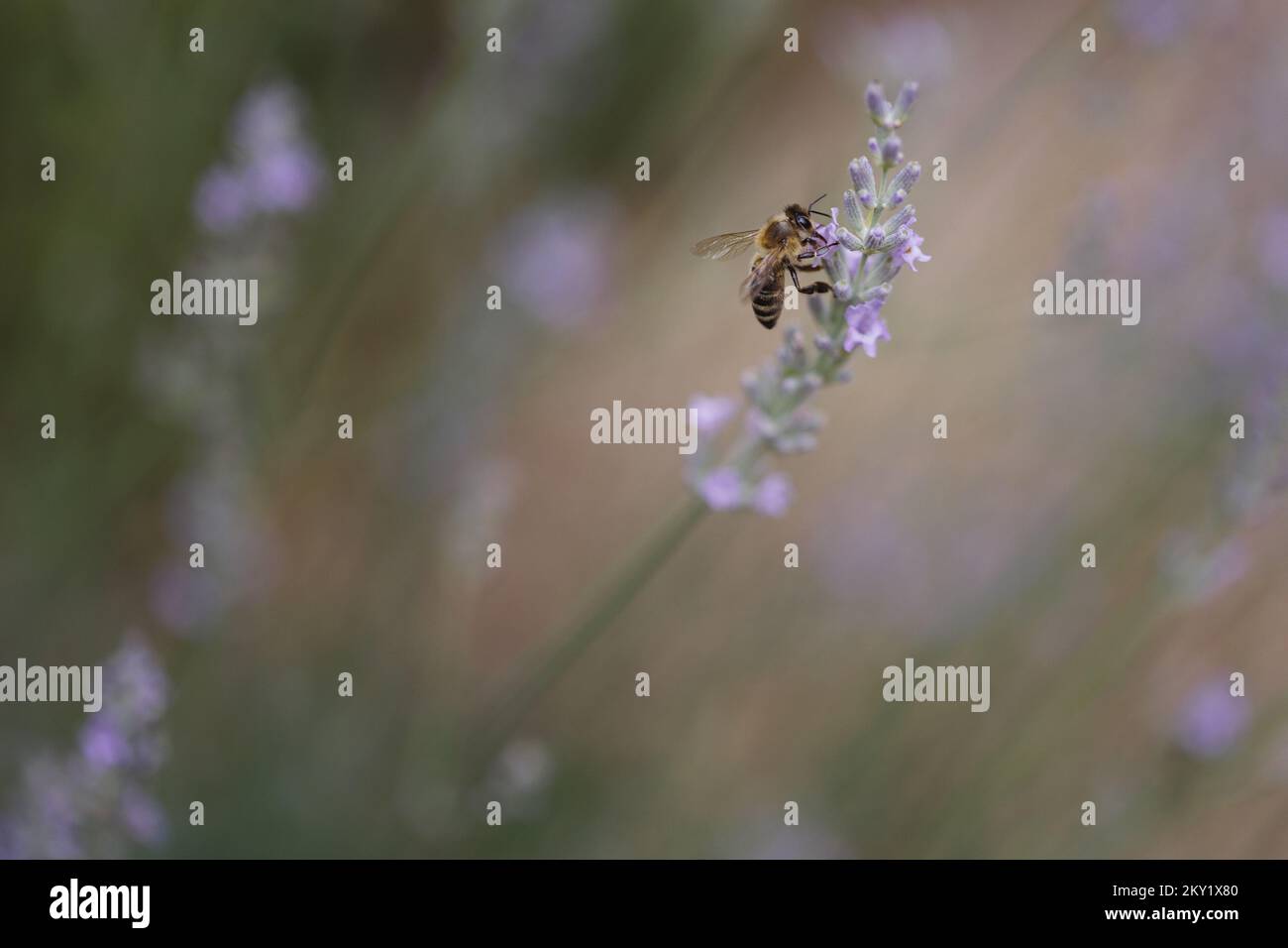 Photo taken on June 22, 2022 shows bee on a lavender flower, in Rijeka ...