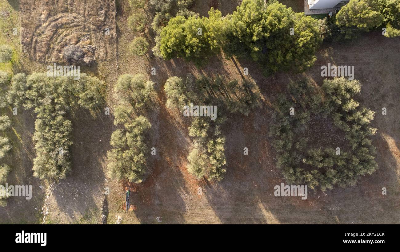 Aerial view of an olive grove where 88 trees are planted to form the ...