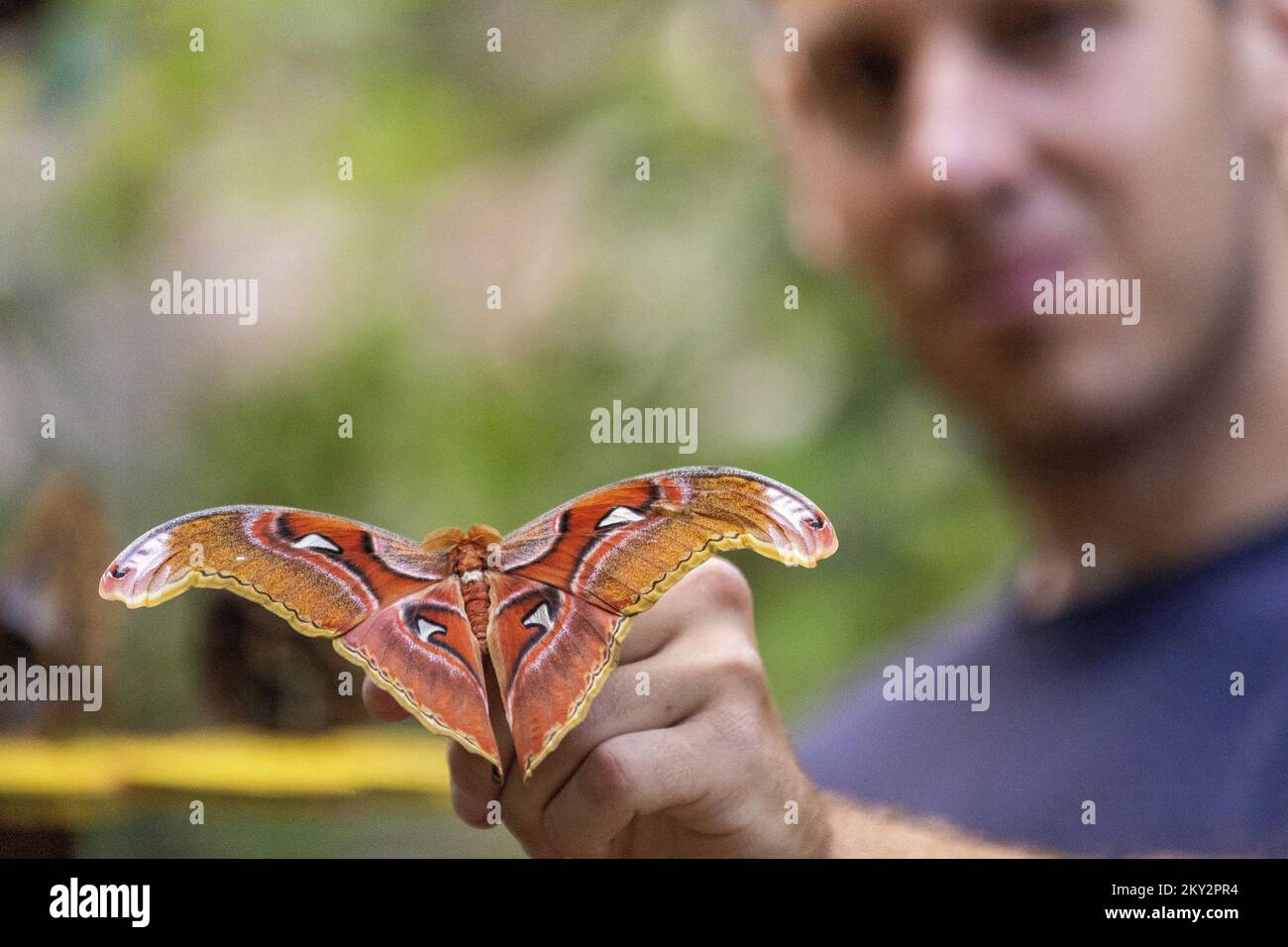 Seasonal exhibition "Walking with butterflies" in the turtle enclosure ...
