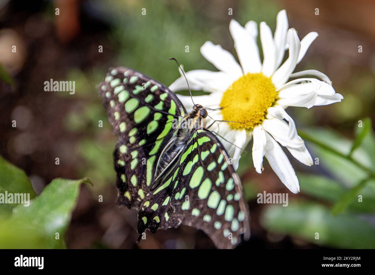 Seasonal exhibition "Walking with butterflies" in the turtle enclosure ...