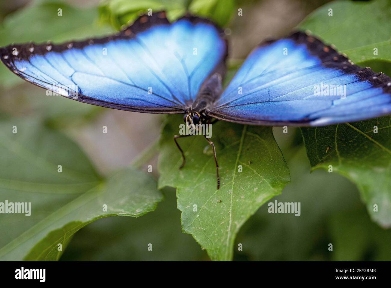 Seasonal exhibition "Walking with butterflies" in the turtle enclosure ...