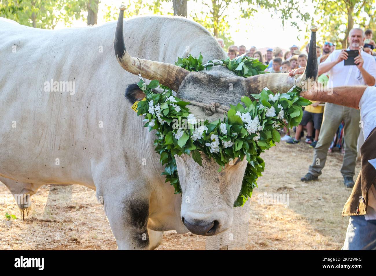 Jakovlje festival, where traditionally the most beautiful, heaviest and ...