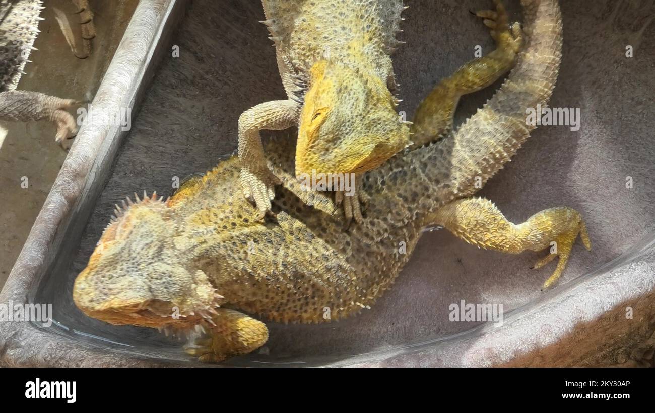 The Bearded Dragon lizard for the scales under the neck that swell and ...