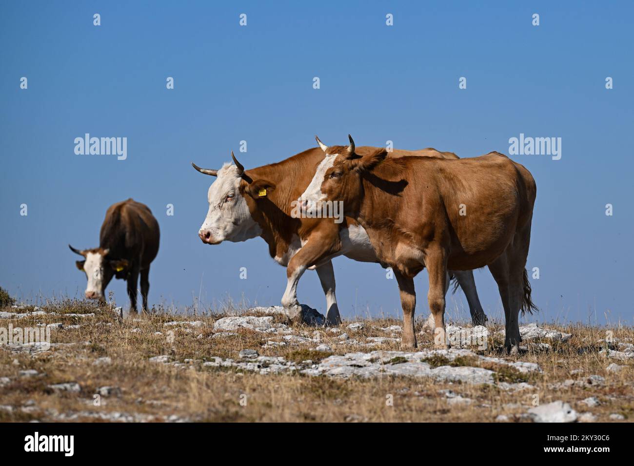 Cows grazing by the road near Vrlika, Croatia on 6th August 2022. Photo ...