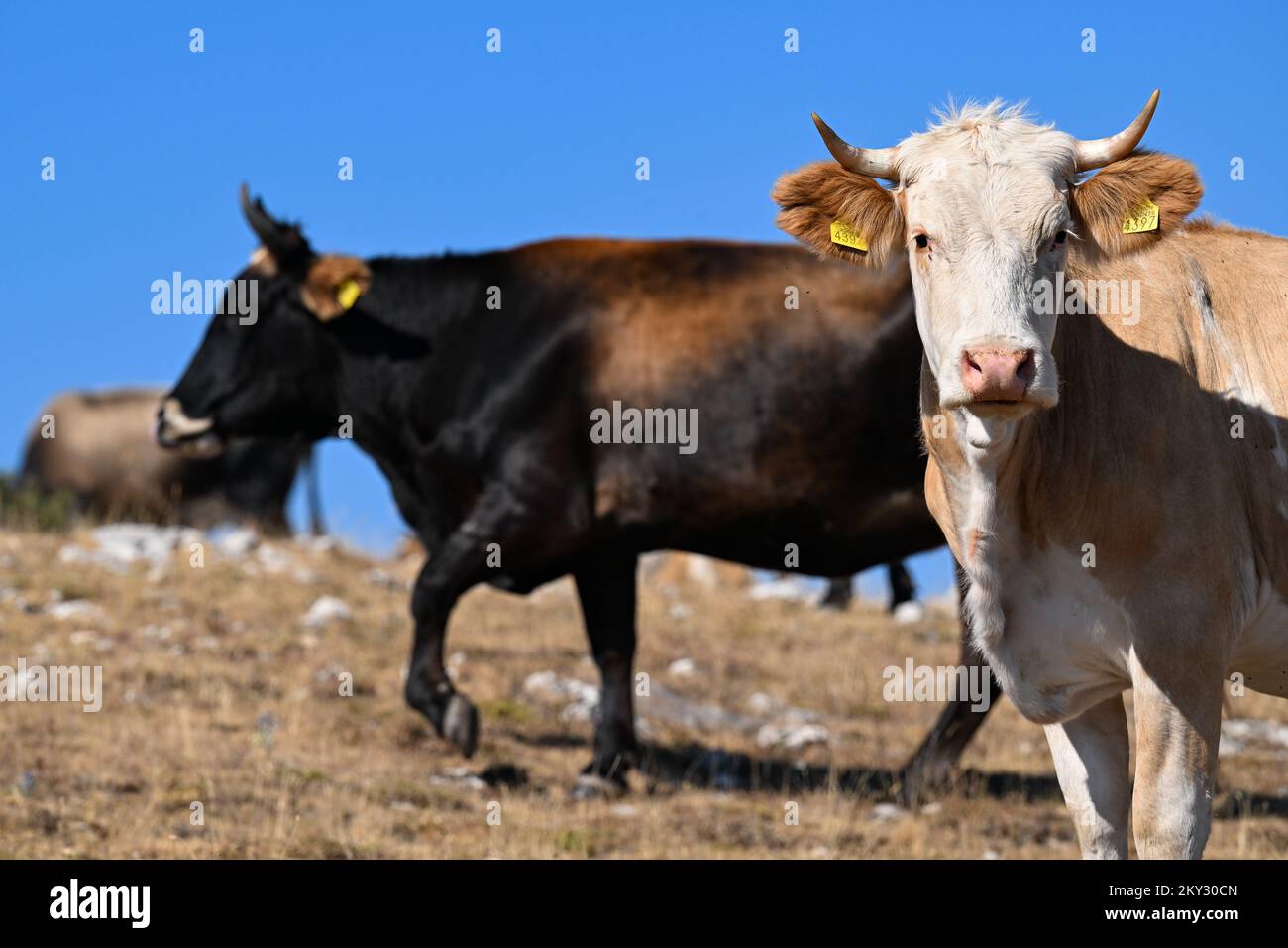Cows grazing by the road near Vrlika, Croatia on 6th August 2022. Photo ...