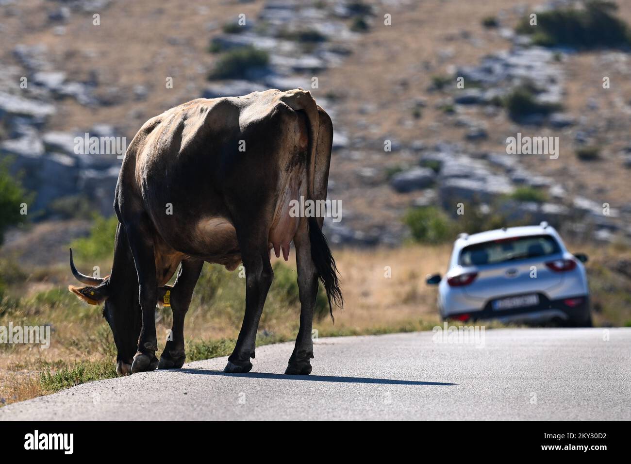 Cows grazing by the road near Vrlika, Croatia on 6th August 2022. Photo ...