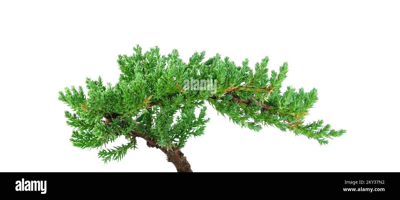 Small bonsai tree on a white background Stock Photo - Alamy
