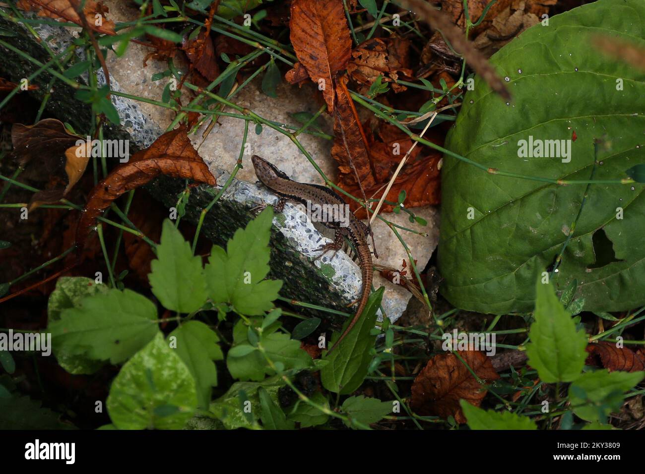 Lizard seen resting in the city park, in Zagreb, Croatia on Aug 24 ...